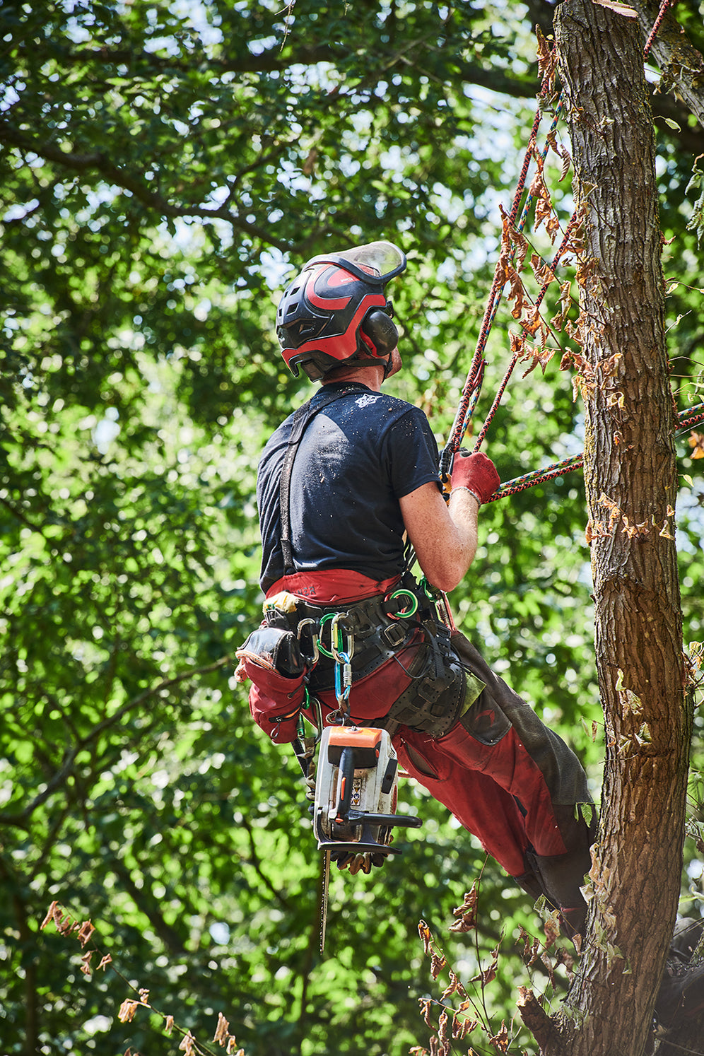 T-Shirts – Timberwolf Shop